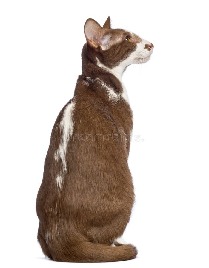 Cat Back View Sitting