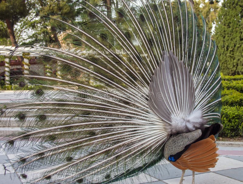 Rear View of a Peacock with Deployed Feathers at Urban Park Stock Photo ...