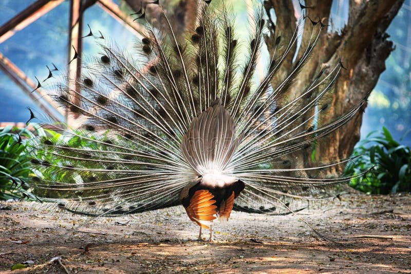 Rear view stock image. Image of rear, spread, peacock - 41126587