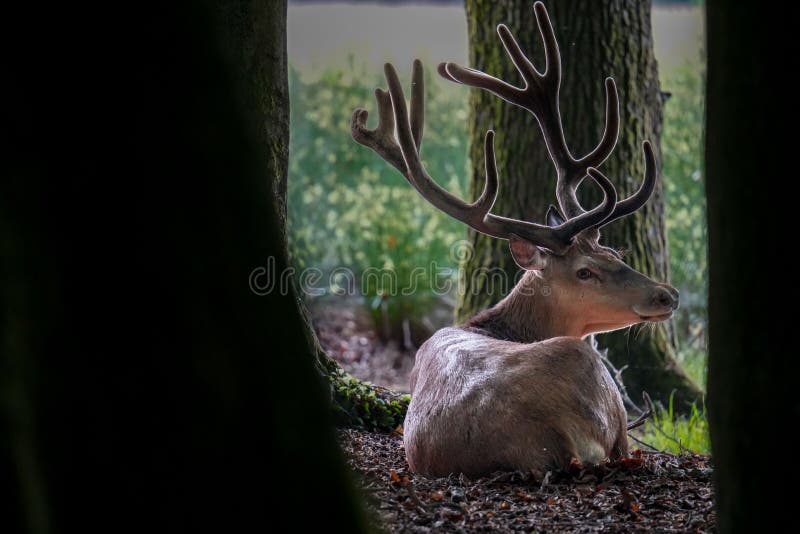 Rear View of a Red Deer Sitting on the Grass Duff with His Beautiful ...
