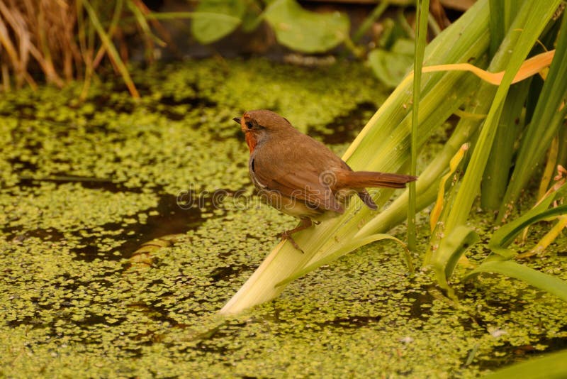 Rear View of Robin Redbreast on Pond Plant Stock Photo - Image of calm ...