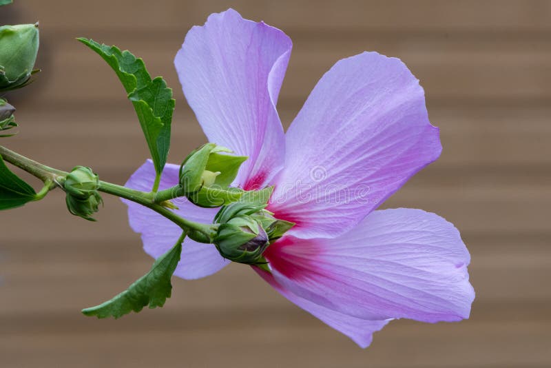 Rear View of Rose of Sharon Stock Photo - Image of blossom, translucent ...
