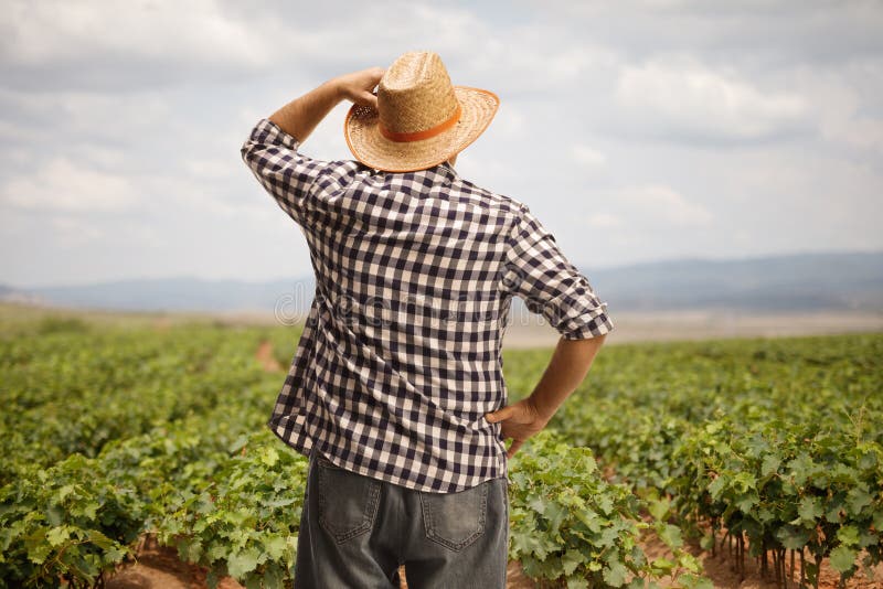 Rear View Shot of a Farmer Looking at a Field with Grapewine Stock ...