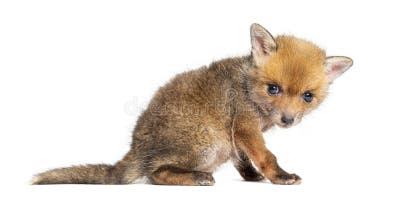Rear View of a Sitting Five Weeks Old Red Fox Cub, Isolated on White ...