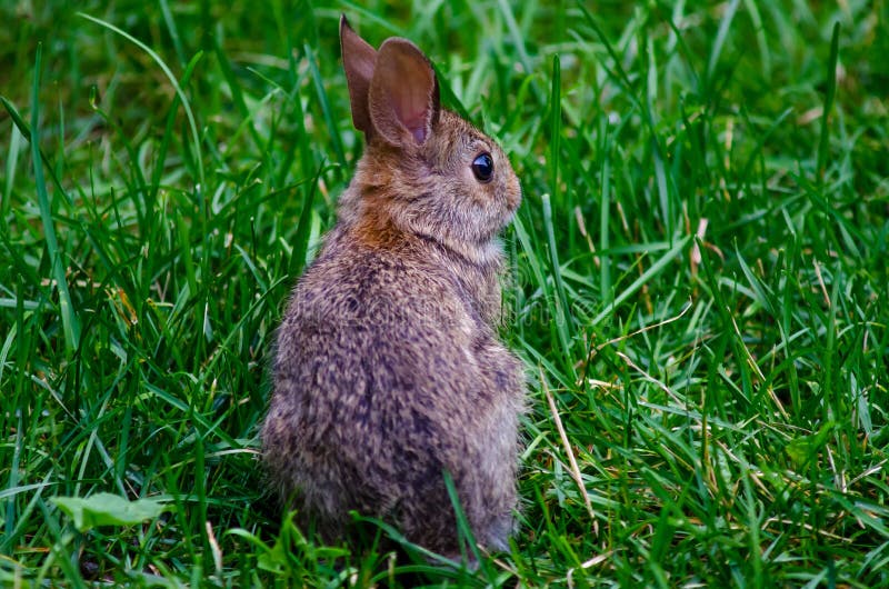 Rear View of Small Rabbit stock photo. Image of adorable - 66107168