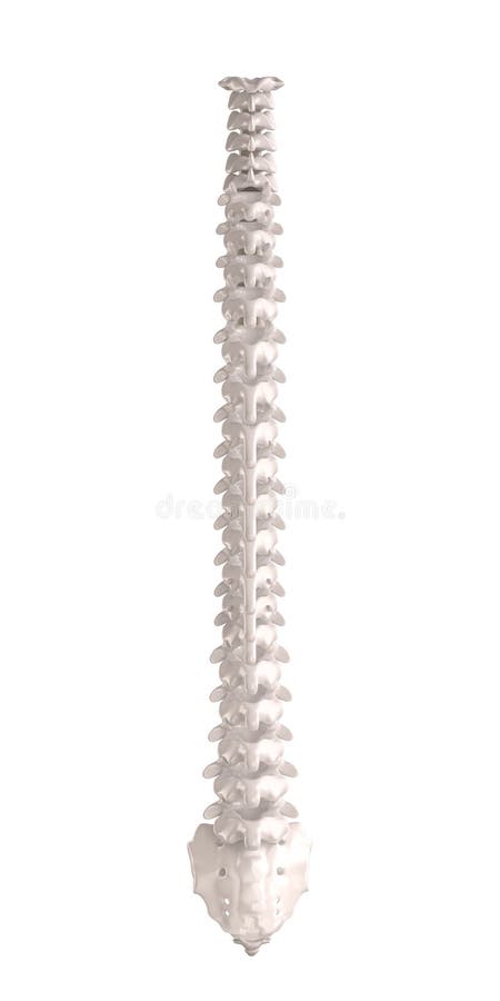 Rear View of a Spinal Column, Human Skeleton with Anatomical Details ...