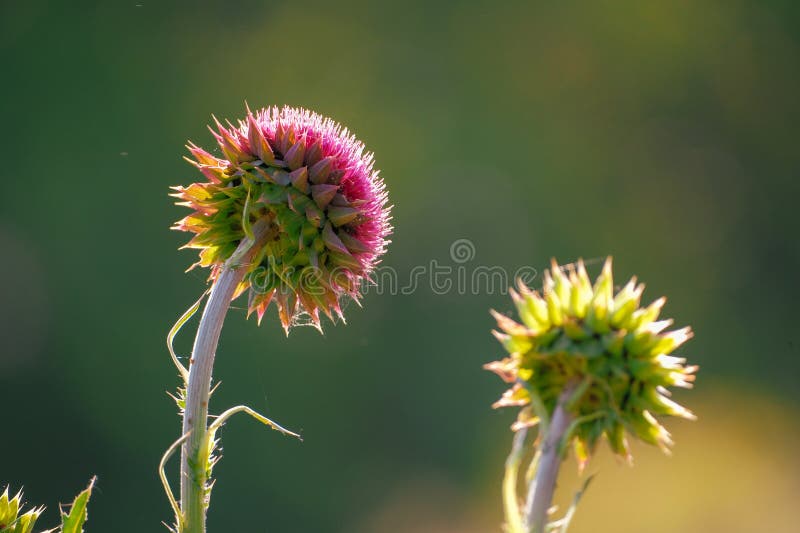 Rear View of Spiny Pink Thistles Facing Sun Stock Photo - Image of ...