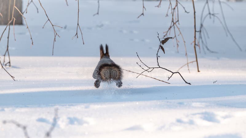 A Rear View of a Squirrel with a Fir Cone in the Mouth Stock Image ...