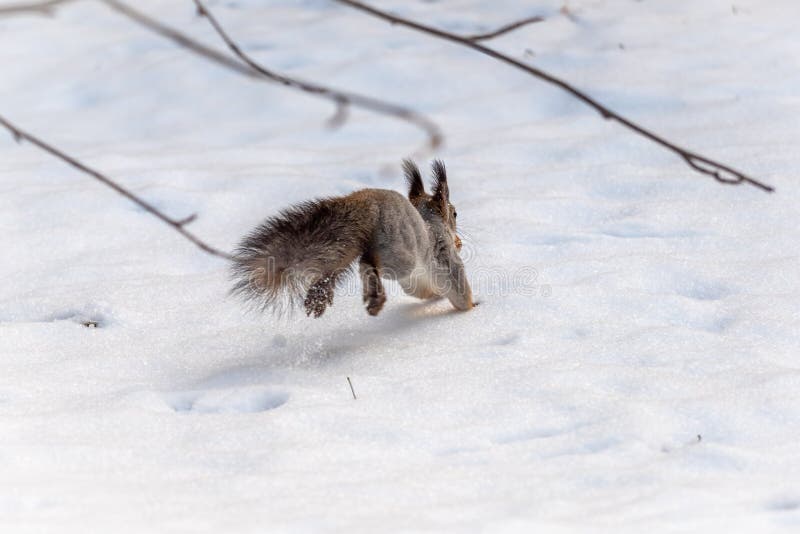 A Rear View of a Squirrel with a Fir Cone in the Mouth Stock Image ...
