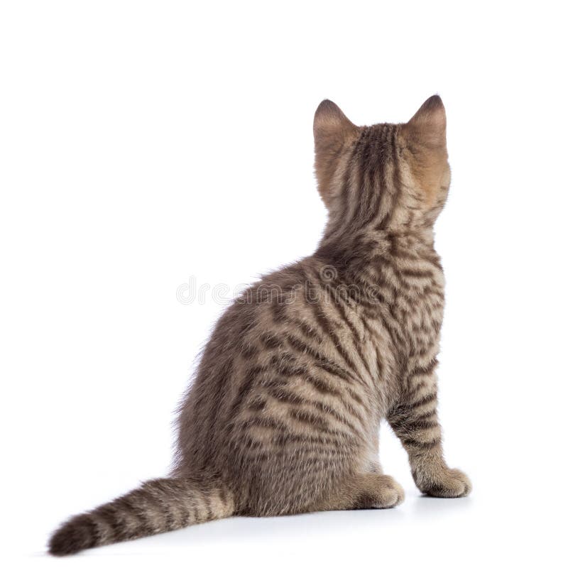 1,103 Cat Rear View Stock Photos - Free & Royalty-Free Stock Photos ...