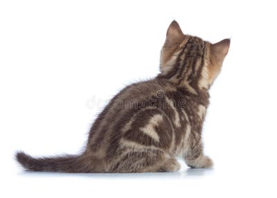 417 Rear View Cat Sitting Stock Photos - Free & Royalty-Free Stock ...