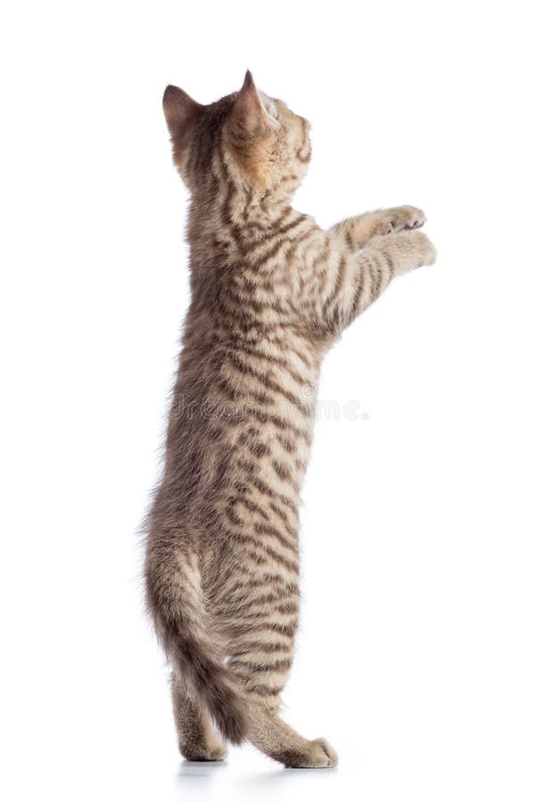 Rear View of Tabby-cat on White Stock Image - Image of animal, pedigree ...