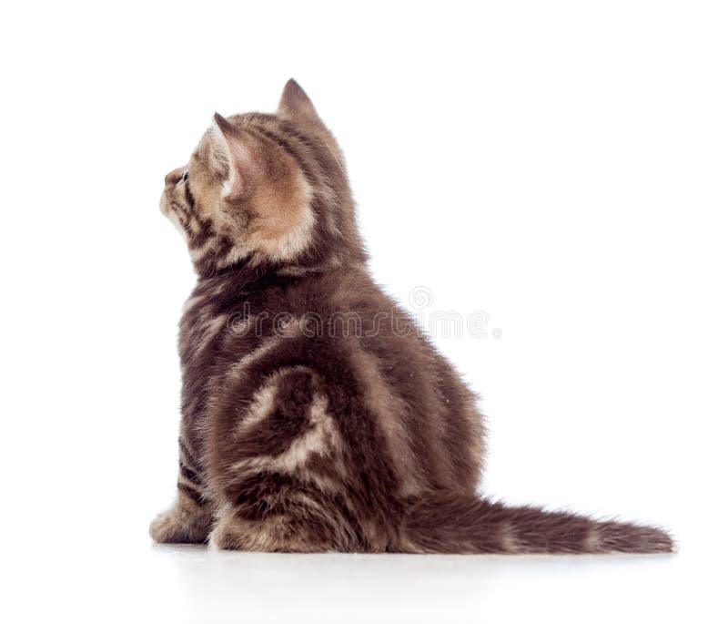 357 Rear View Cat Sitting Stock Photos - Free & Royalty-Free Stock ...