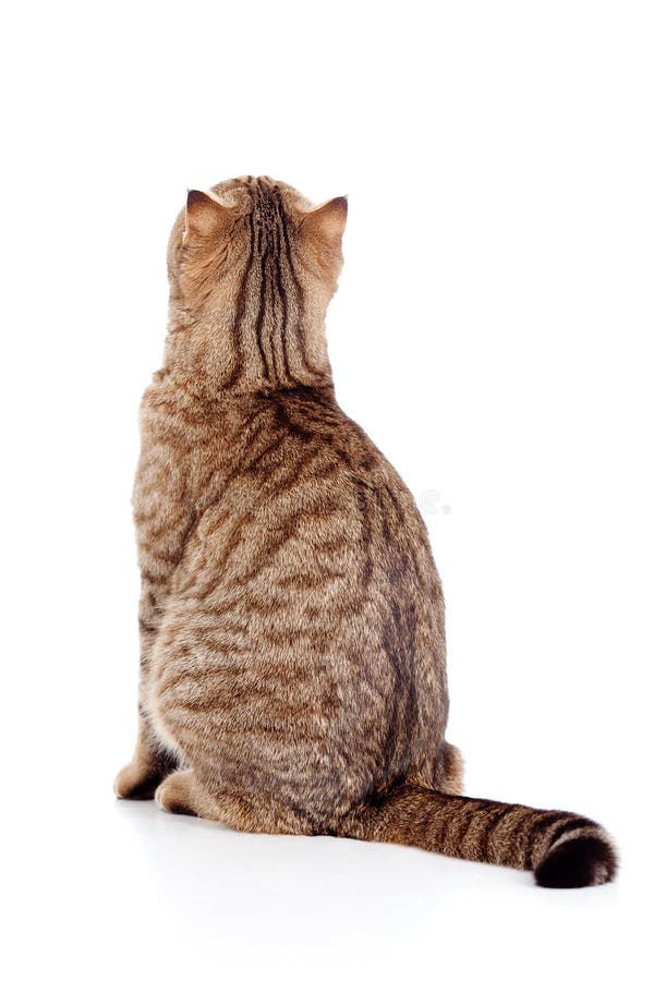 4,908 Cat Back View Stock Photos - Free & Royalty-Free Stock Photos ...