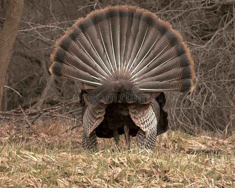 Rear View Turkey Strut stock image. Image of bird, nature - 636051