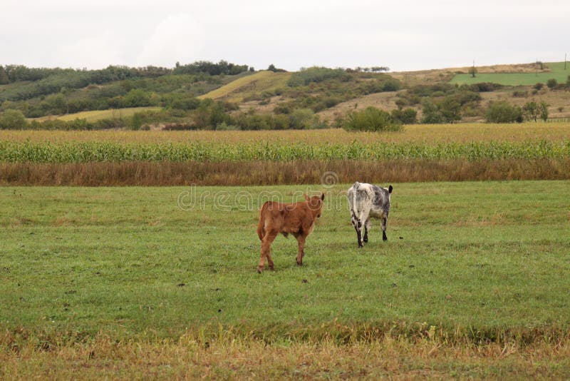 Rear View of Two Cattle (Bos Taurus) in the Cultivated Field with Hills ...
