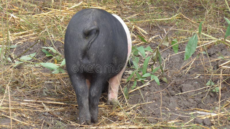 Rear View of a Two Colored Pig Outdoors on a Farm Stock Photo - Image ...