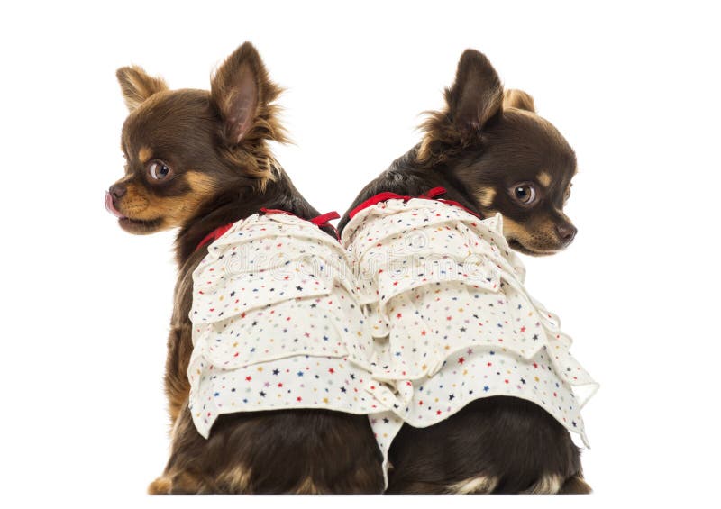 Rear View of Two Dressed Up Chihuahuas, Isolated Stock Photo - Image of ...