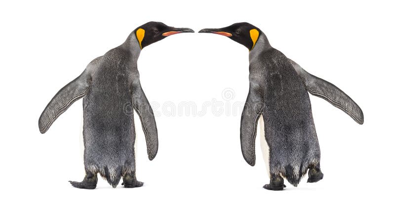 Penguin Rear View Stock Photos - Free & Royalty-Free Stock Photos from ...