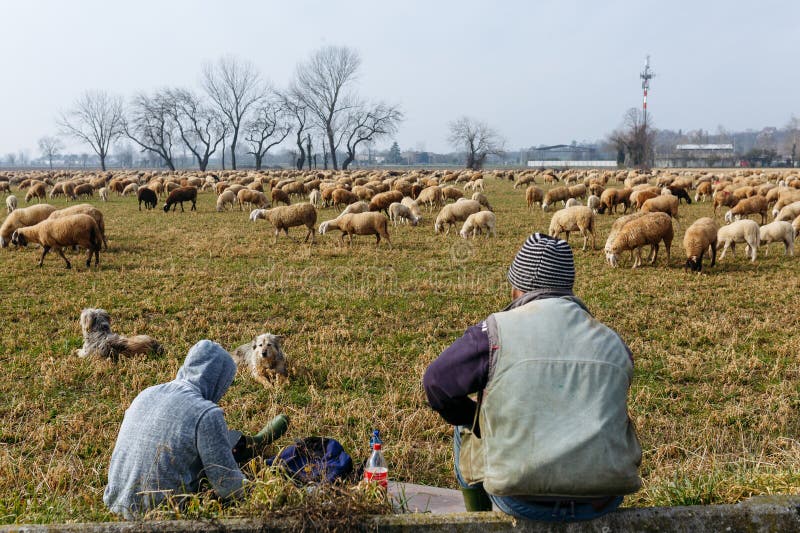Rear View of Two Men Sitting in the Field Watching Sheep Stock Image ...