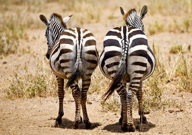 2+ Striped zebra rear Free Stock Photos - StockFreeImages