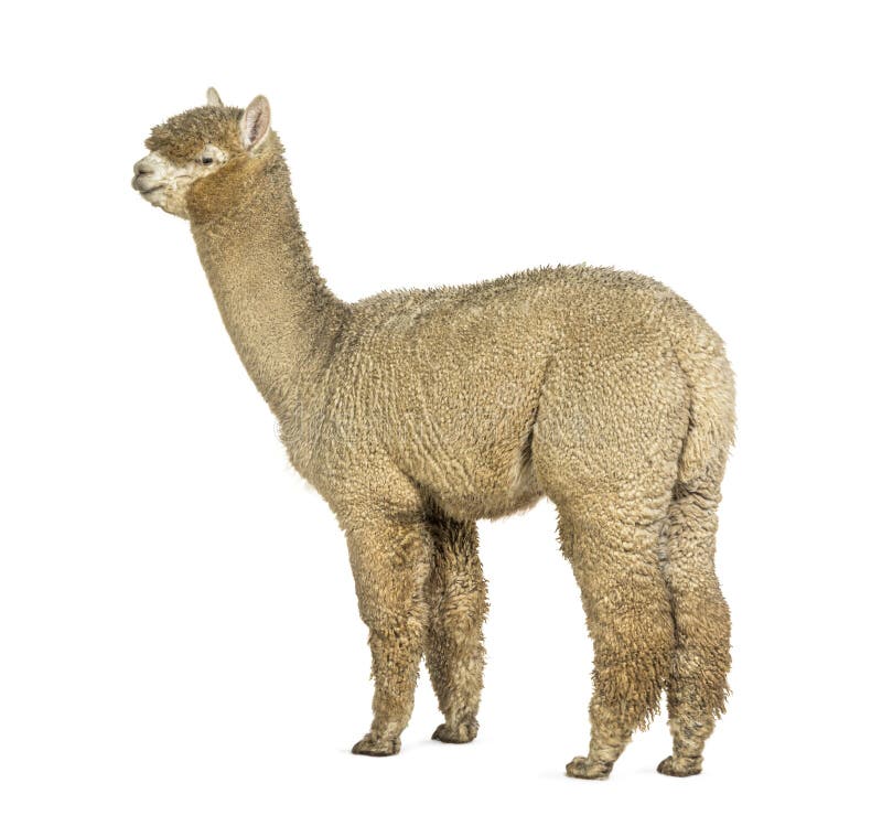 Rear View of a White Alpaca - Lama Pacos Stock Image - Image of white ...