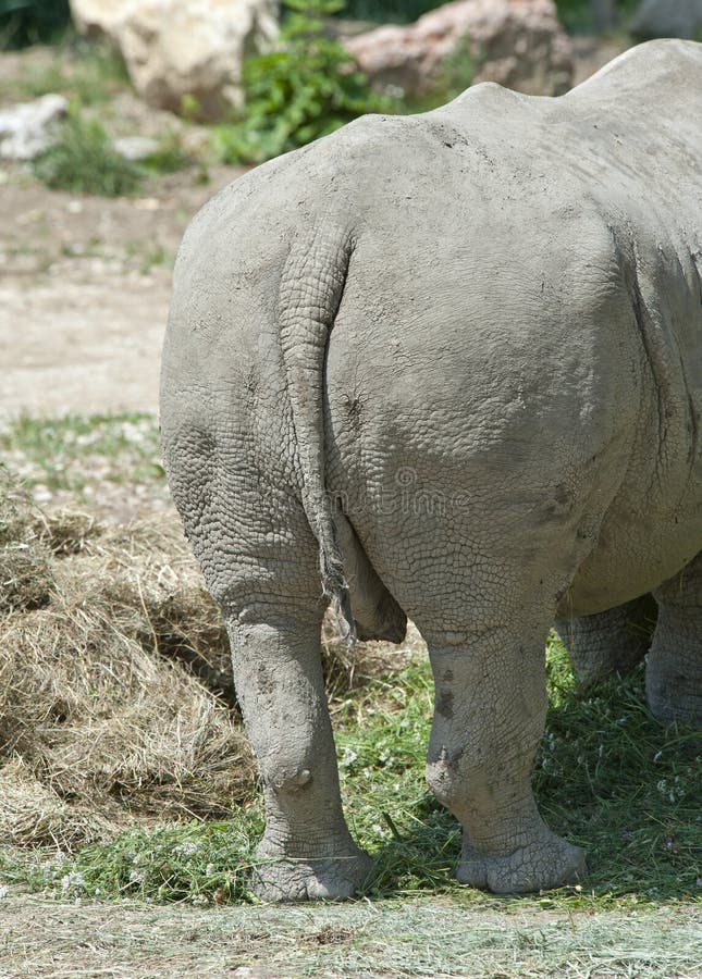 Rear View of a White Rhinoceros Stock Photo - Image of backside, rear ...