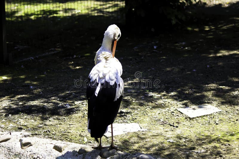 White Stork bird cutout stock photo. Image of species - 3351096