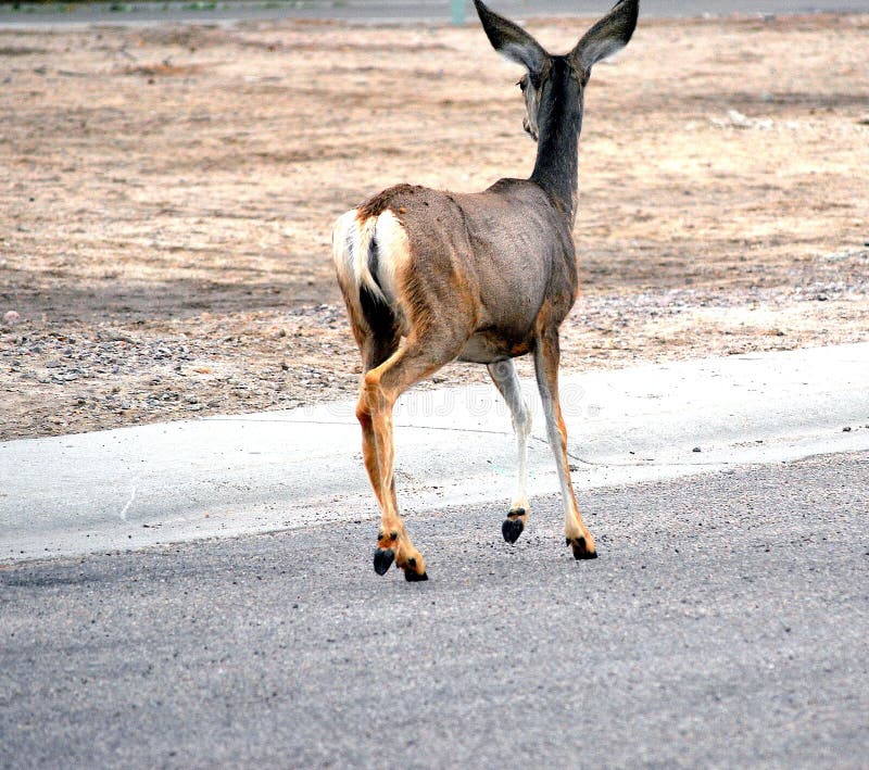 Rear View of White-tailed Deer (odocoileus Virginianus) Stock Image ...