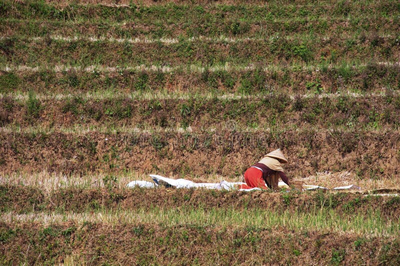 Rear View of Woman Working in Rice Field Stock Image - Image of picker ...