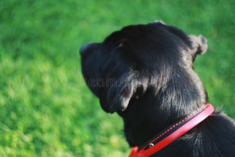 196 Labrador Rear View Stock Photos - Free & Royalty-Free Stock Photos ...