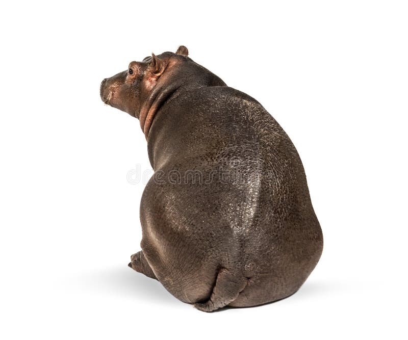 Hippo rear view closeup stock photo. Image of hippopotamus - 112986010