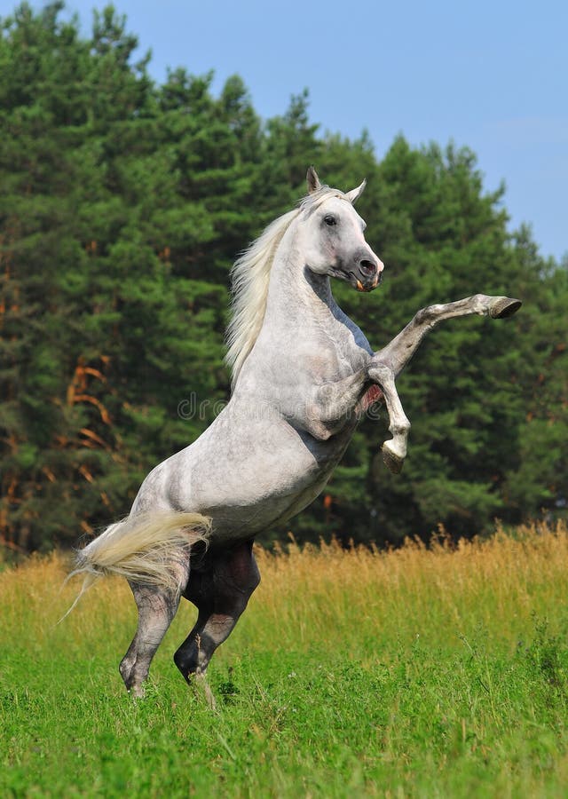 Arabian Horse Rearing Beautiful Arabian Horse In Desert Stock Image