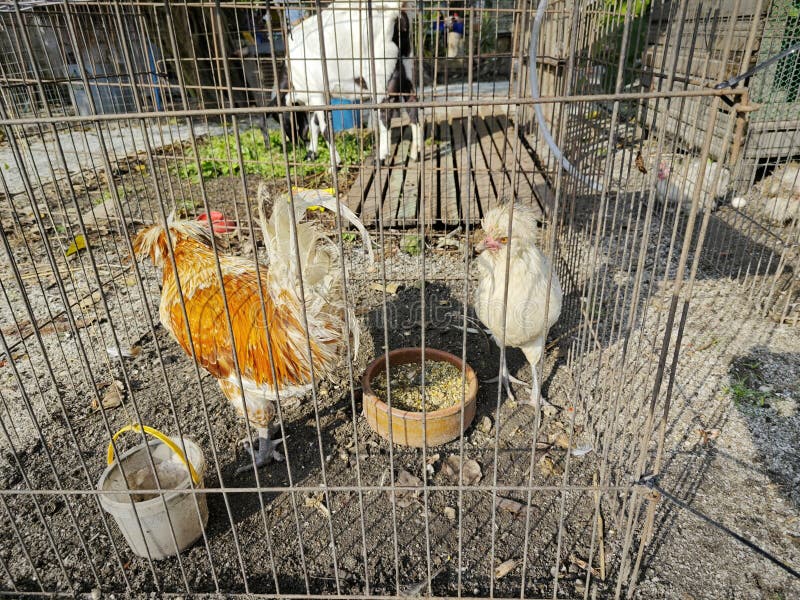 Rearing Australian Species Chickens in the Cage. Stock Photo - Image of ...