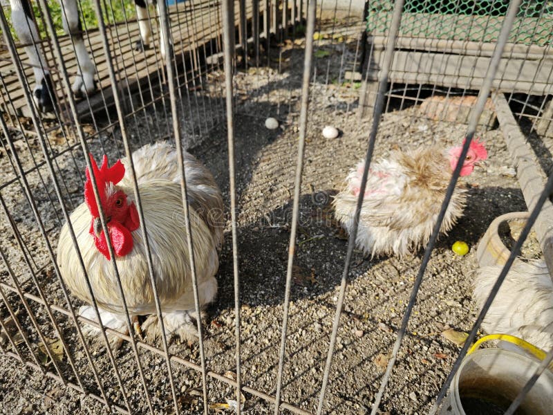 Rearing Australian Species Chickens in the Cage. Stock Image - Image of ...