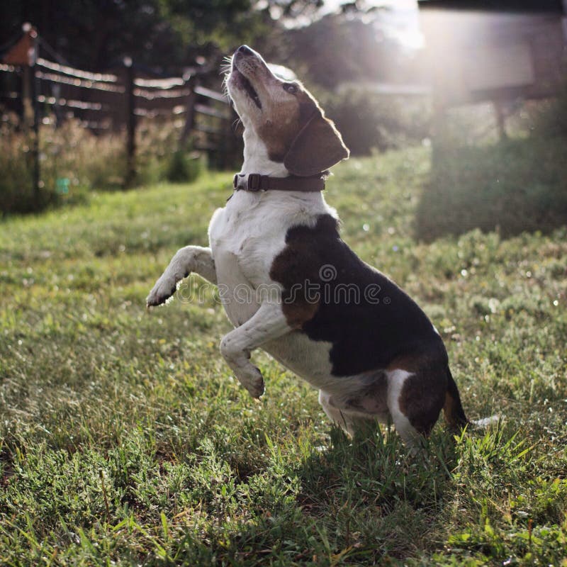 Rearing Beagle stock image. Image of puppy, catch, rearing - 48685225
