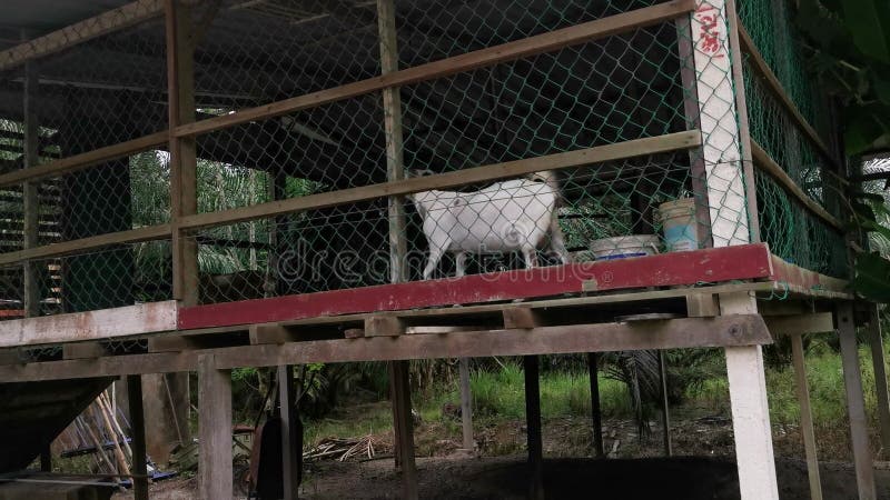 Rearing Goat Inside the Wooden Barn Stock Video - Video of loafing ...