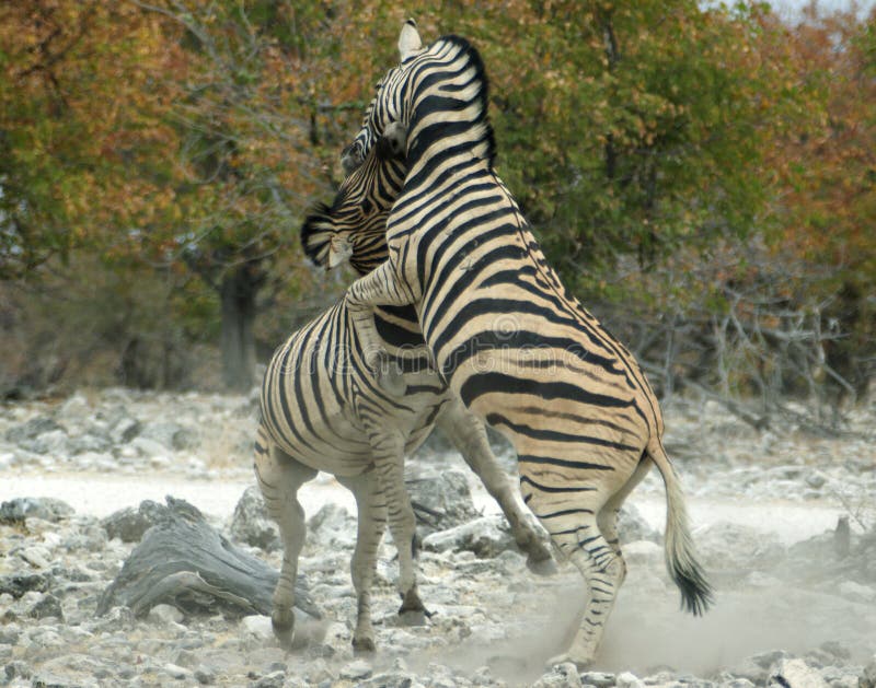 Rearing zebra stock photo. Image of closeups, closeup - 1010294 Rearing zebra stock photo. Image of closeups, closeup - 1010294