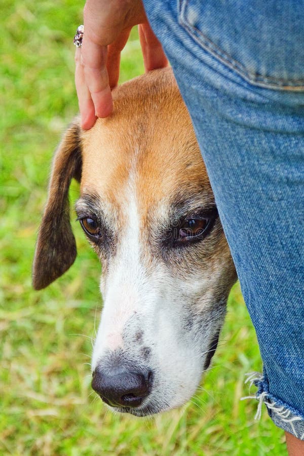 A Reassuring Touch stock photo. Image of caring, timid - 36059126