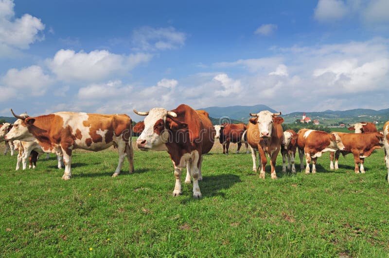 Rebaño De Vacas Que Pasta En Un Campo - Escena Rural Imagen de archivo ...