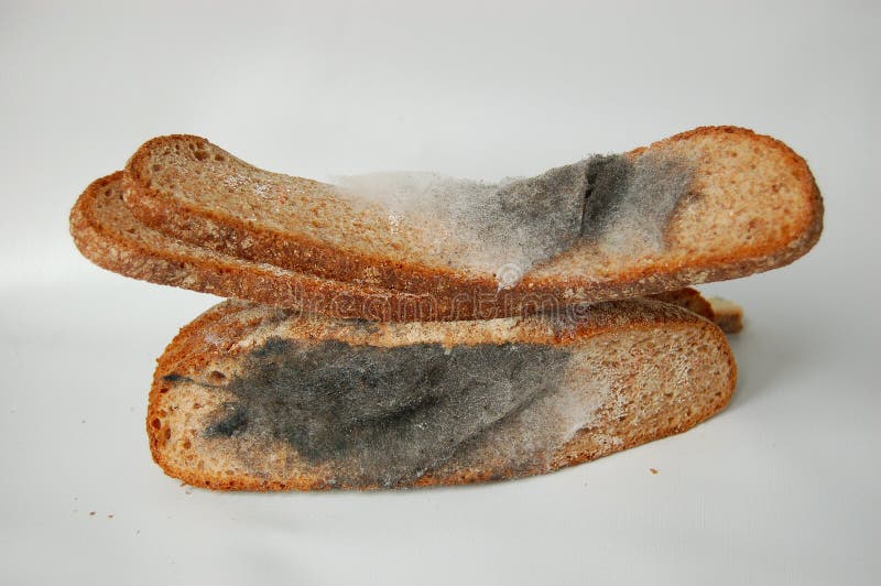 Rebanadas Putrefactas De Carne Imagen de archivo - Imagen de carne ...