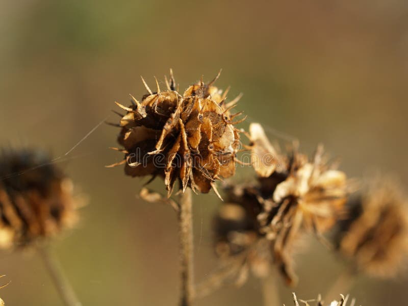 Rebarba foto de stock. Imagem de planta, queda, cockle - 4795468