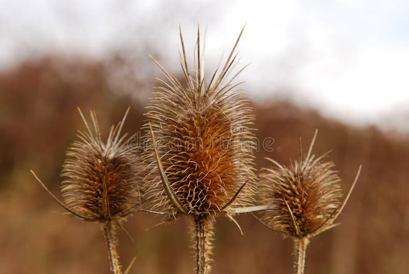 Rebarba Do Pente Da Carda (sylvestris De Dispacus) Imagem de Stock ...