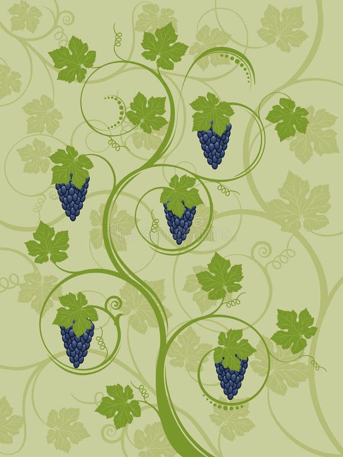 Rebe vektor abbildung. Illustration von traube, ernte - 15065401