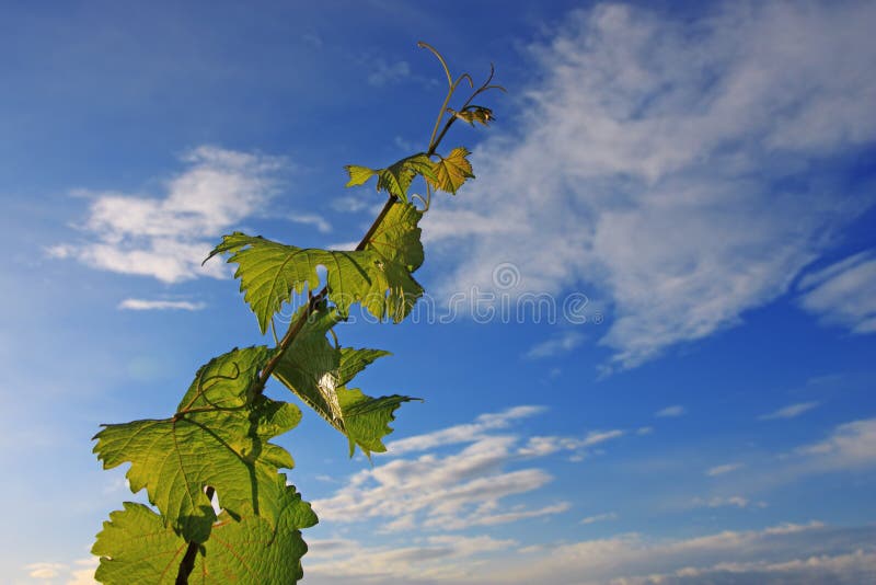 Rebe stockbild. Bild von rebe, aspiration, makro, laub - 3646439