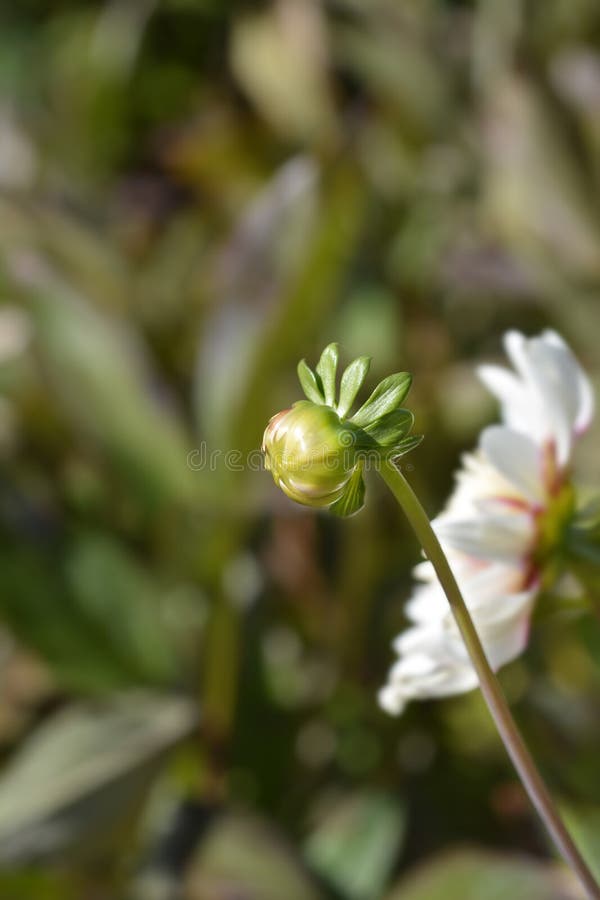 Rebeccas World Dahlia stock photo. Image of close, dahlias - 259241154