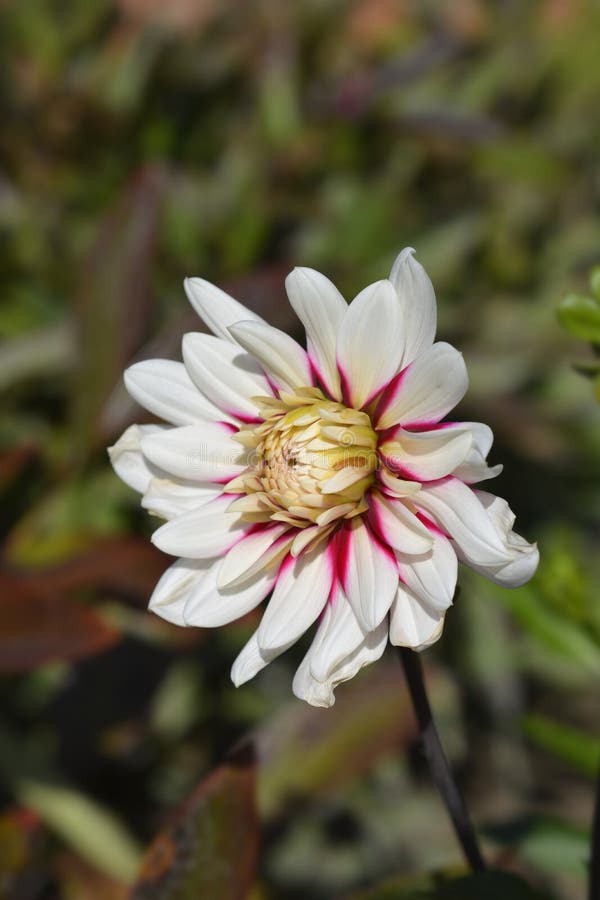 Rebeccas World Dahlia stock photo. Image of outdoors - 268756842