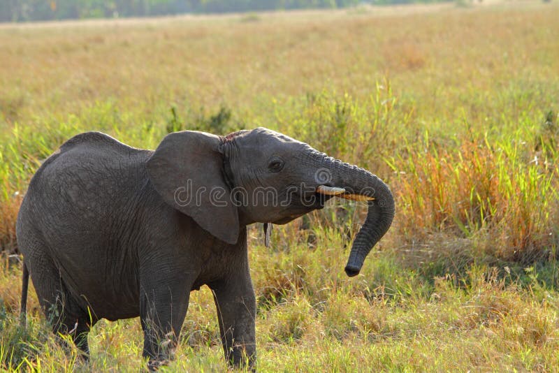 Rebellious Juvenile Elephant Stock Photo - Image of tanzania, travel ...