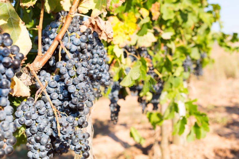 Reben im Herbst stockbild. Bild von abend, landschaft - 33874781