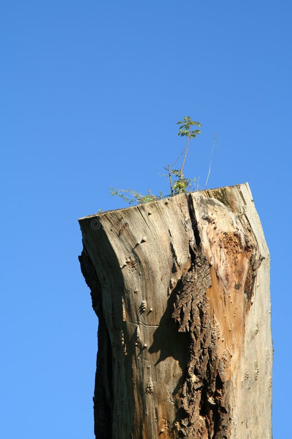 Rebirth. stock photo. Image of dead, black, wooden, regenerate - 50663416